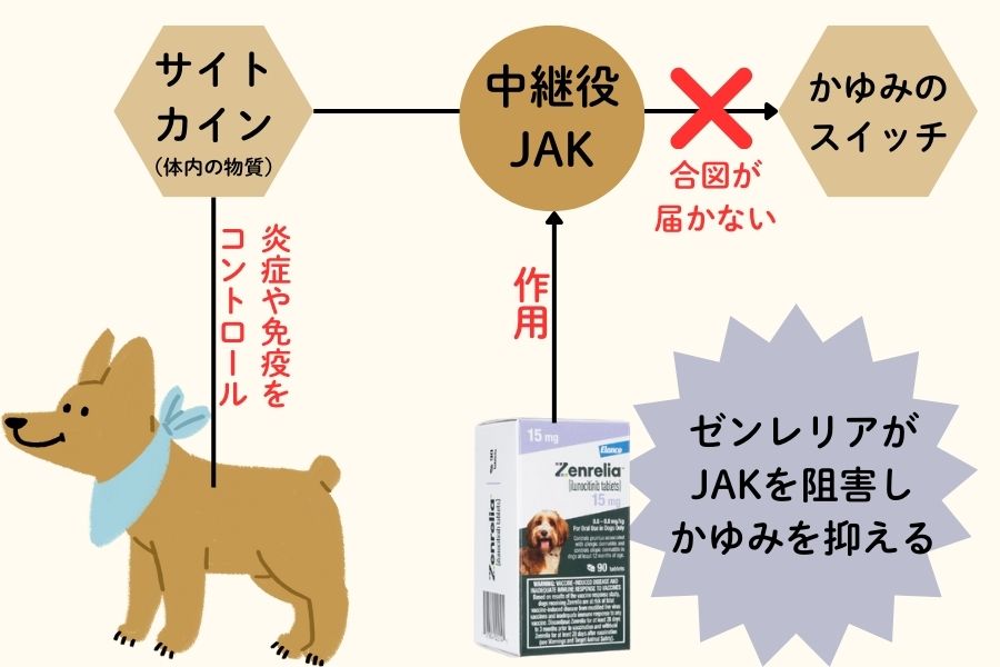 ゼンレリアはステロイド？効果や投与期間の違いを解説 | ぽちたま薬局スタッフブログ